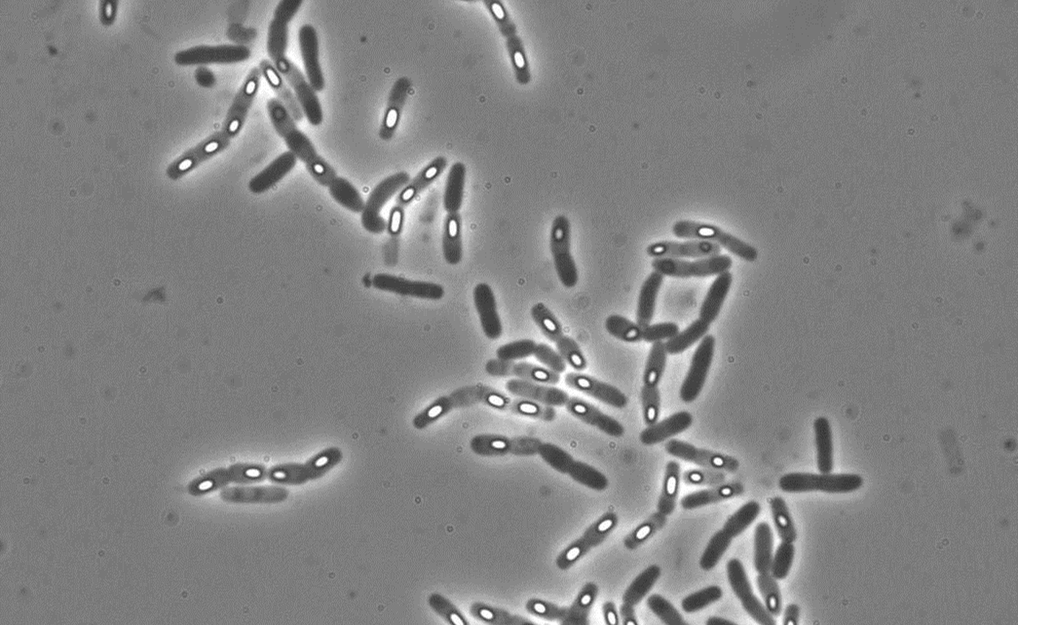 Accueil - Soutenance Stéphanie Chamot